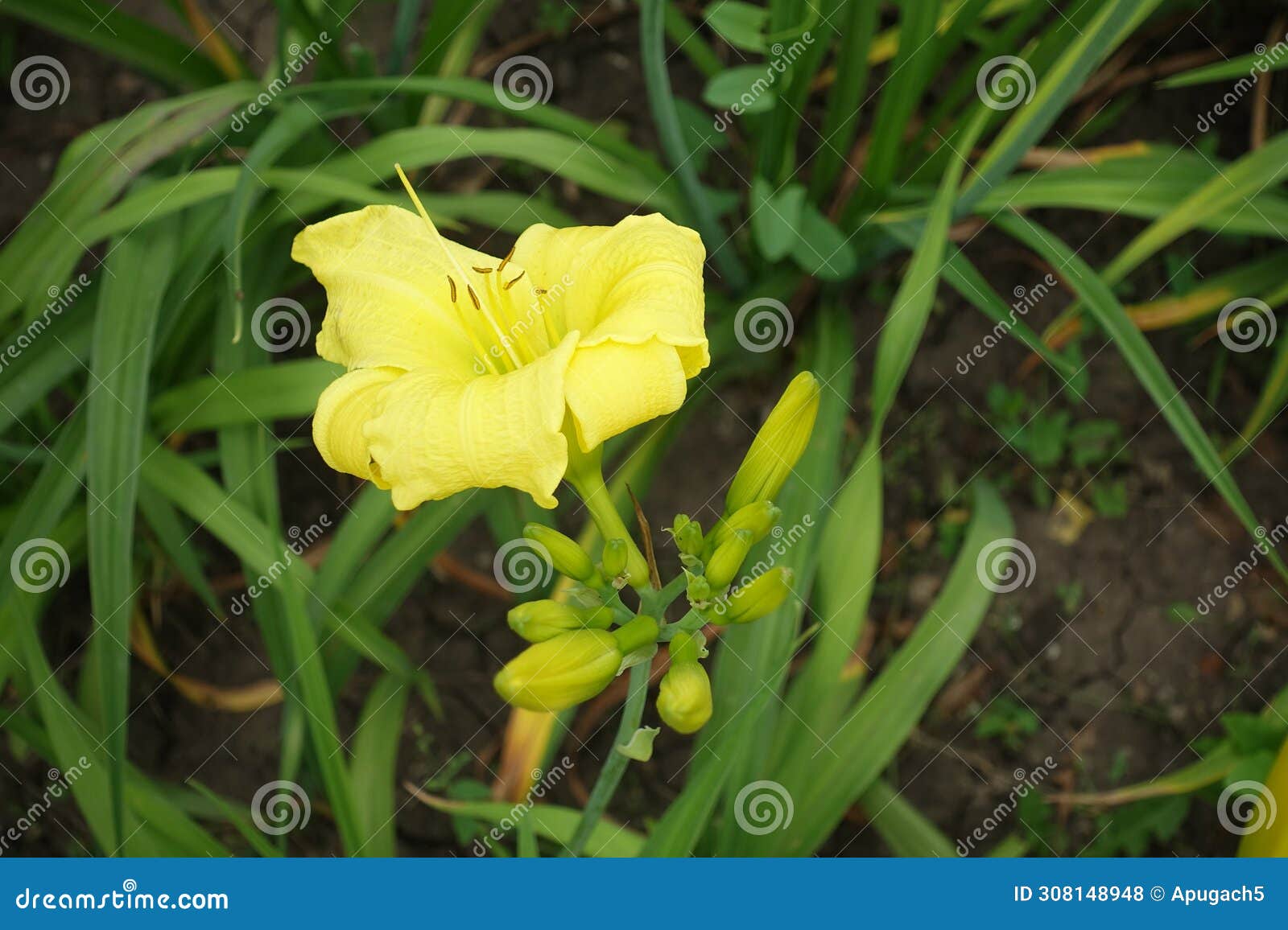 Flower of Yellow Hemerocallis Fulva in June Stock Photo - Image of leaf ...