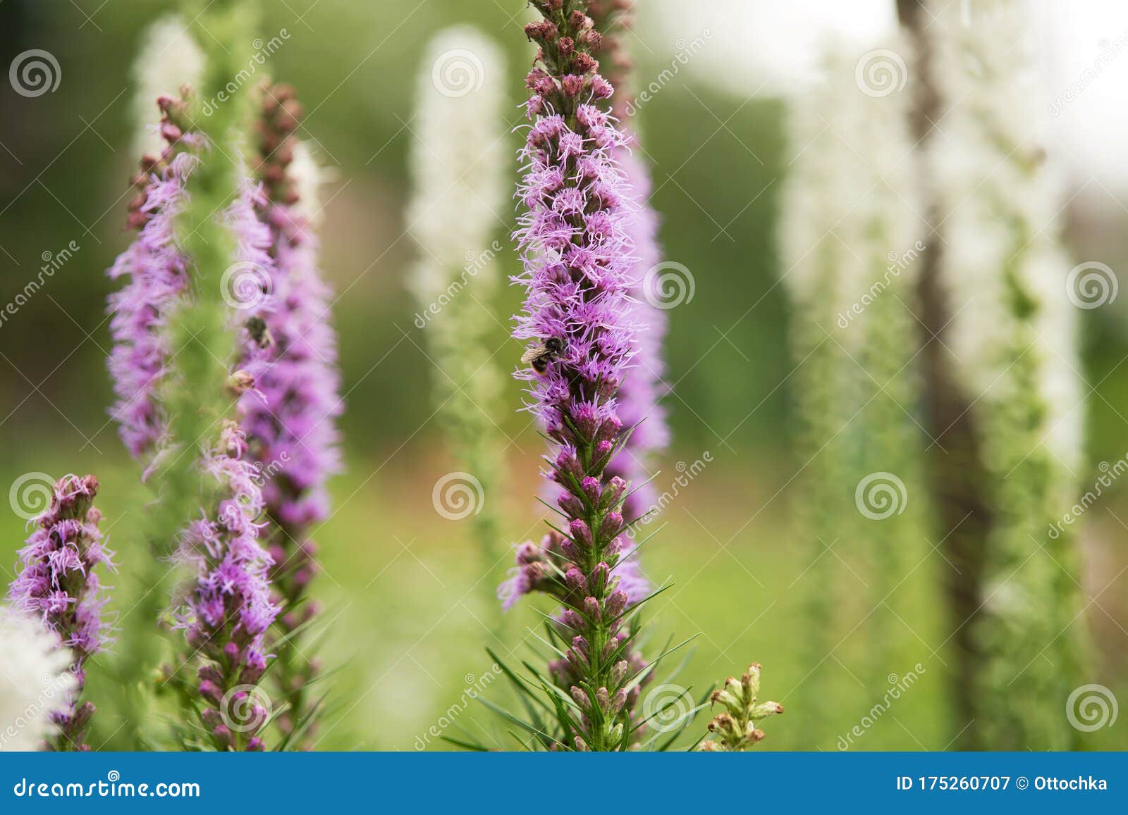 Flower Liatris spicata stock image. Image of petal, natural - 175260707