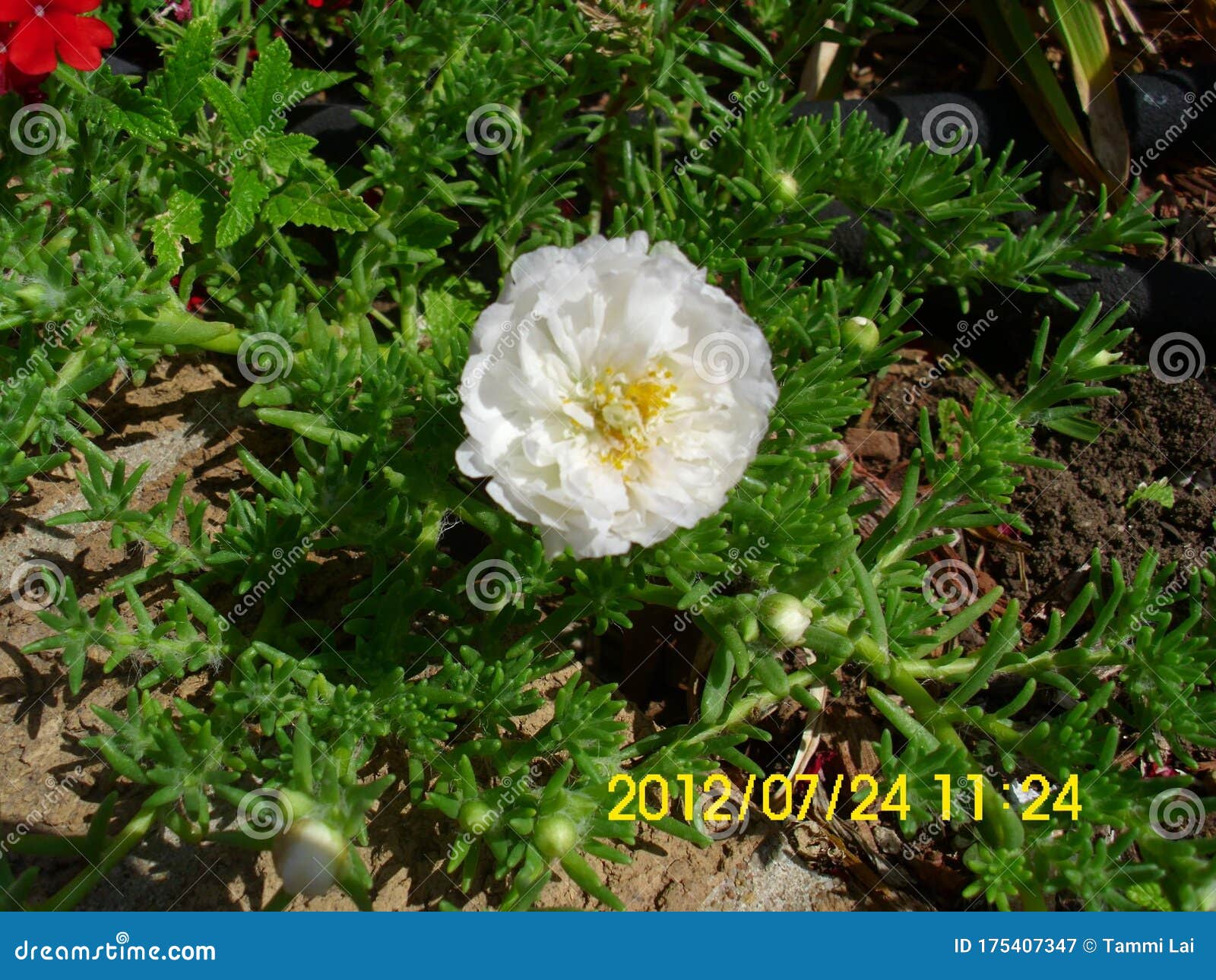 Flower in liberal stock image. Image of flower, kansas - 175407347