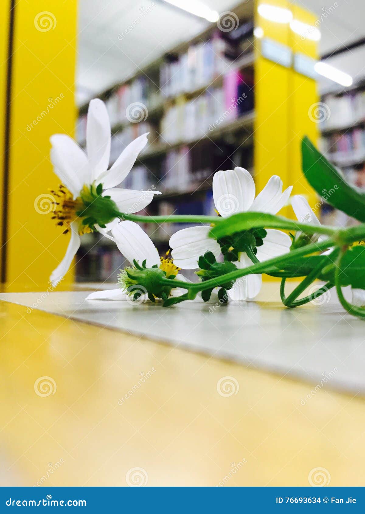 Flower in library stock photo. Image of table, library - 76693634