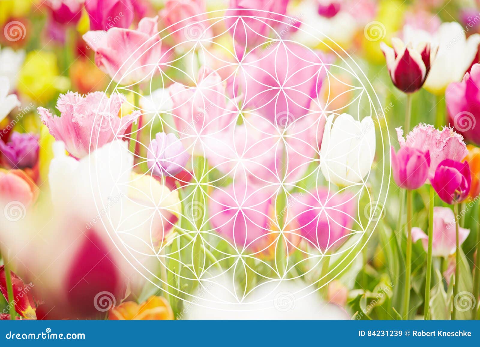 Flower of Life As New Age Symbol Stock Image - Image of spiritual, holy ...