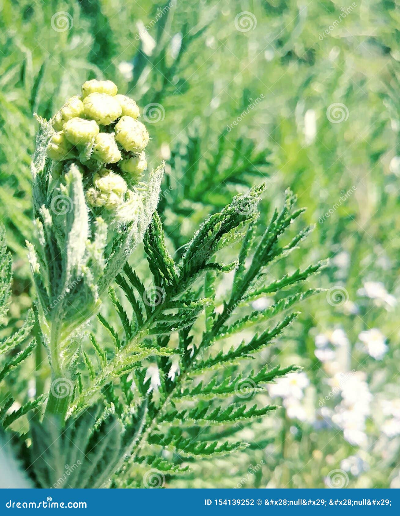 Bxhf Stock Photos - Free & Royalty-Free Stock Photos from Dreamstime