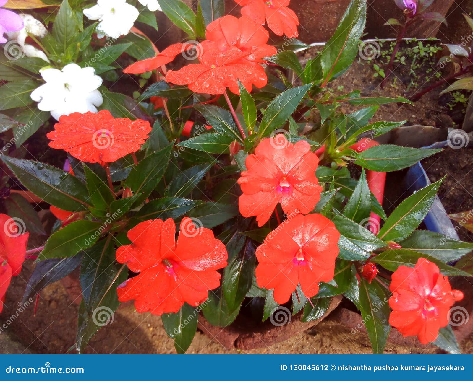 Flower life stock photo. Image of like, nature, problem - 130045612