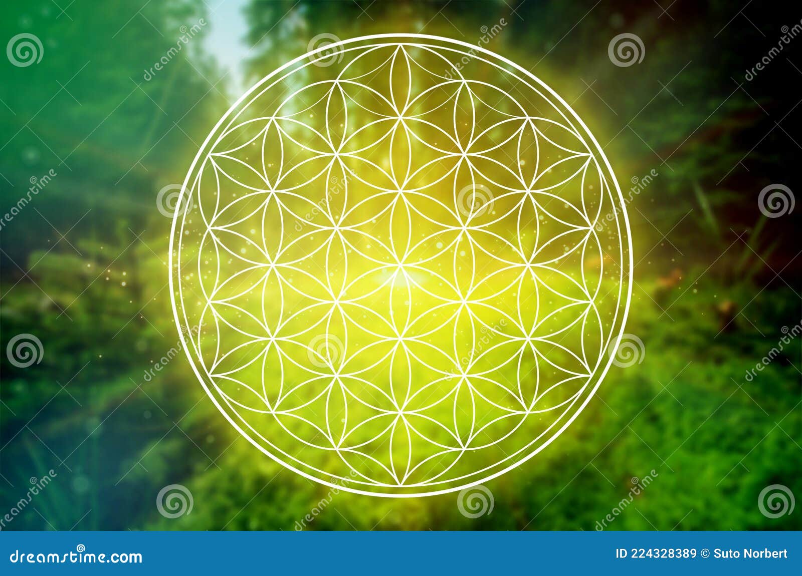 Flower of Life Symbol stock illustration. Illustration of balance ...