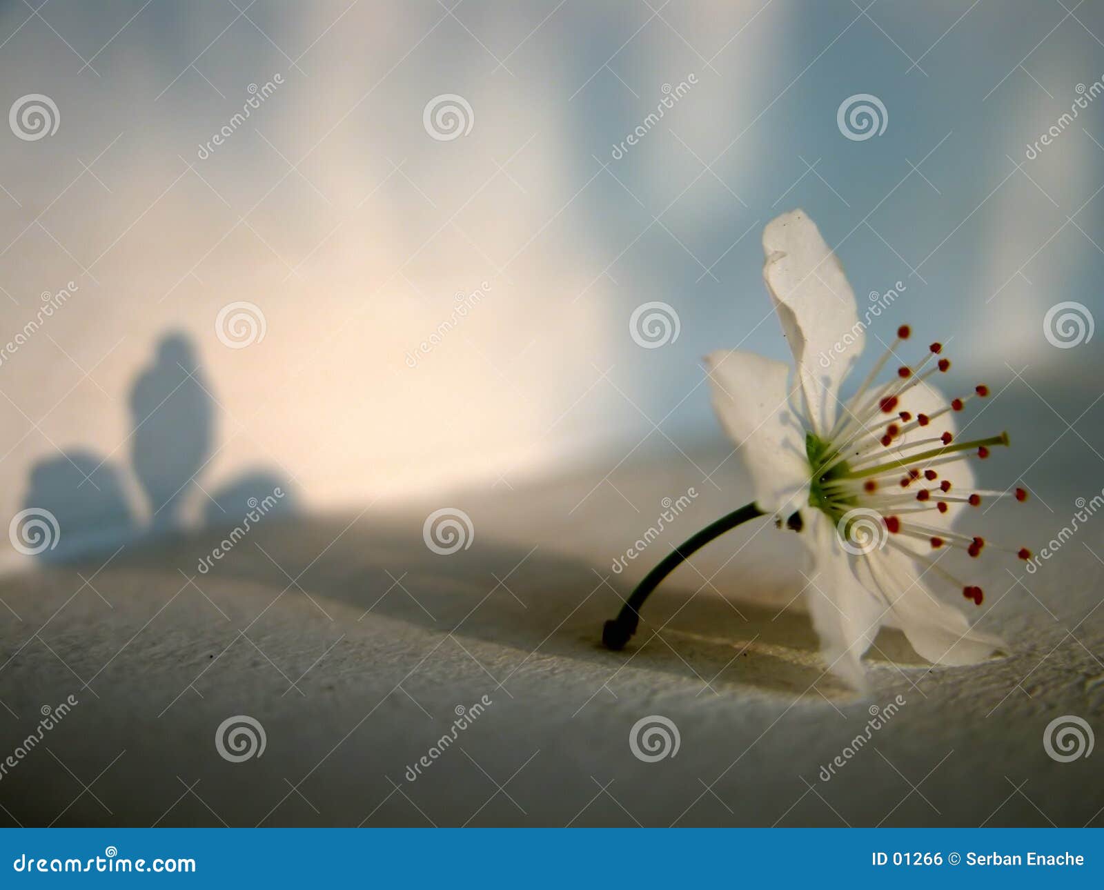 Flower and light stock photo. Image of flower, shadow, blurry - 1266