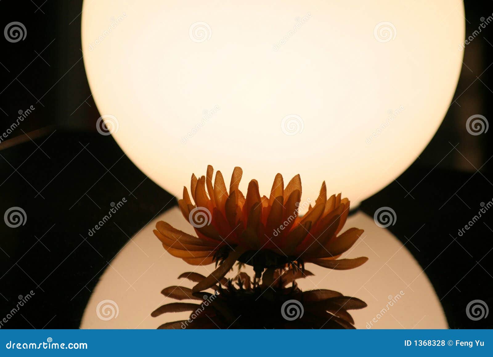 Flower with light stock photo. Image of bright, illumination - 1368328
