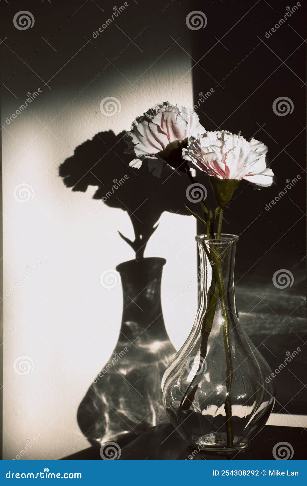 The Flower with Light Color Tone - Simple Vibe Stock Photo - Image of ...