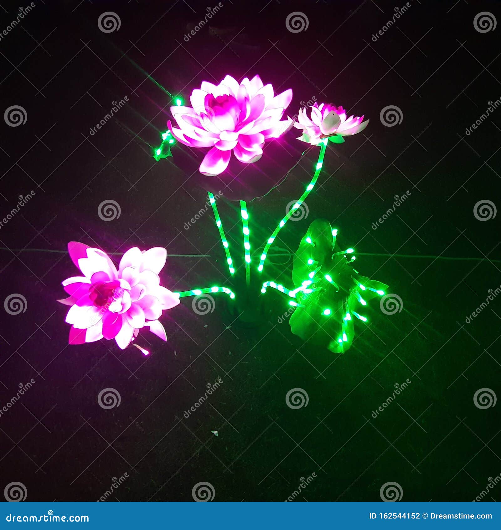 Flower of light stock photo. Image of flower, night - 162544152
