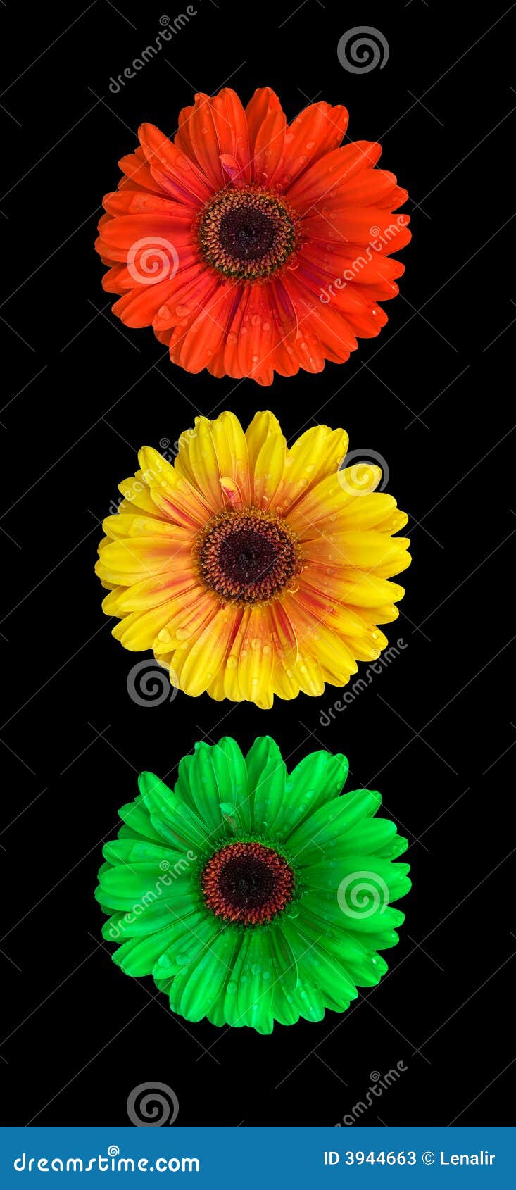 Flower light signal stock image. Image of black, drop - 3944663