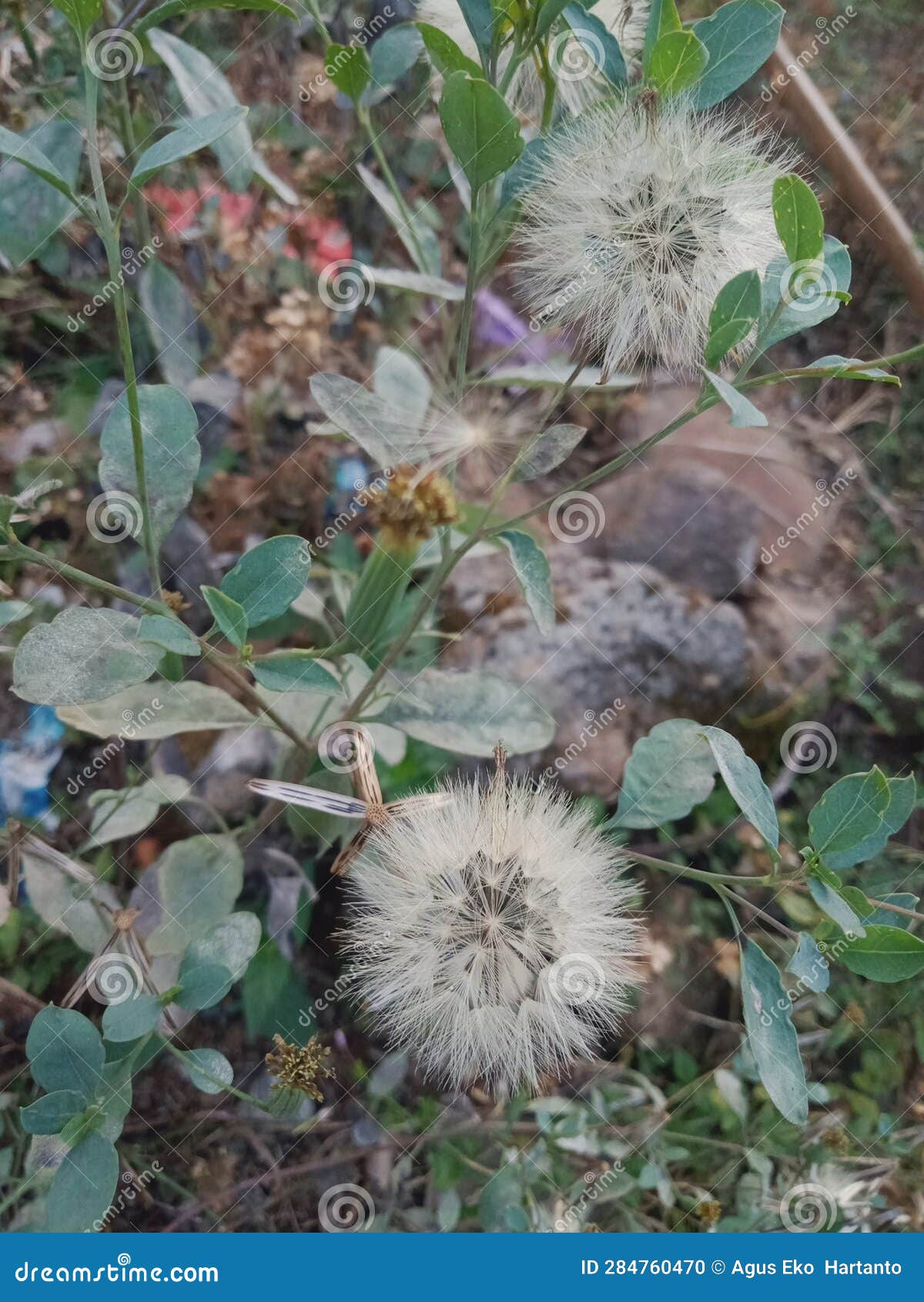 Flower Like Balloon Shape Beautiful White Color Stock Photo - Image of ...