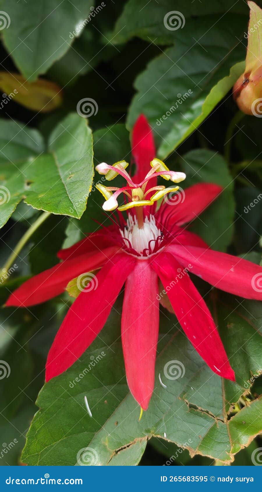This Flower is Like a Spinning Wheel Stock Image - Image of like, wheel ...