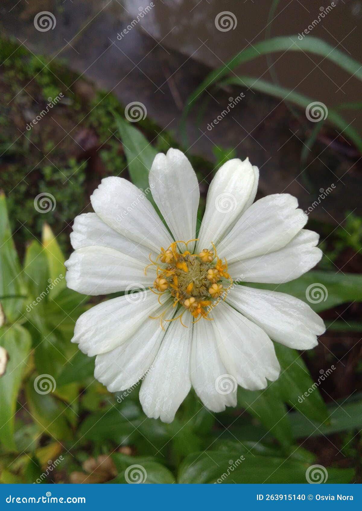 This Flower Like Sun Flower but this Flower Not Sun Flower Stock Photo ...