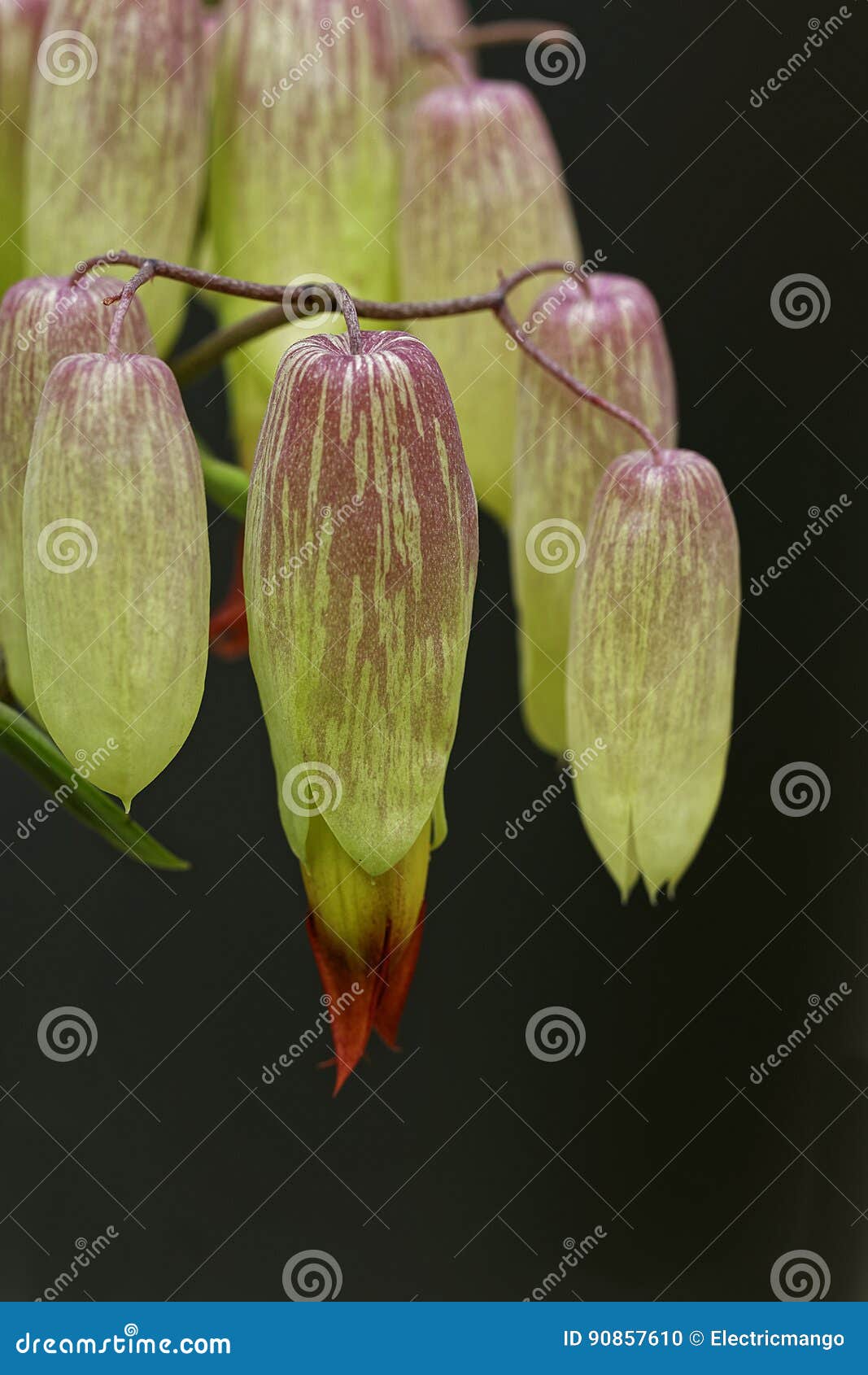 Flower like a teardrop stock photo. Image of lily, agriculture - 90857610