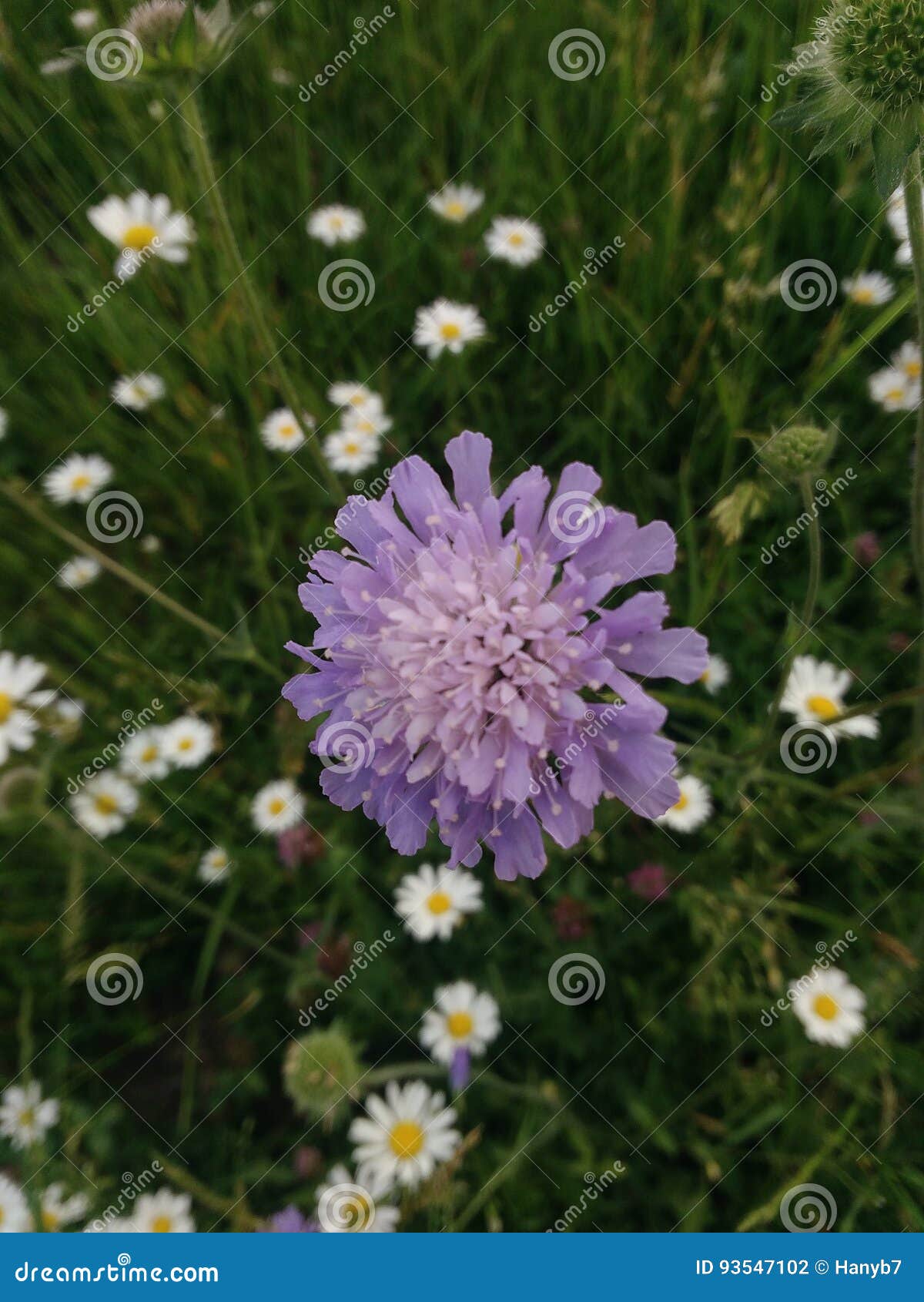 Flower lila wild stock photo. Image of color, decoration - 93547102