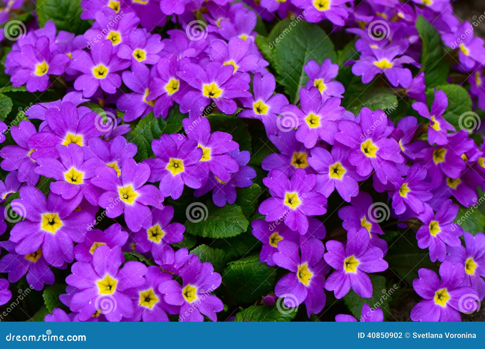 1,188 Flower Lilac Primrose Background Stock Photos - Free & Royalty ...