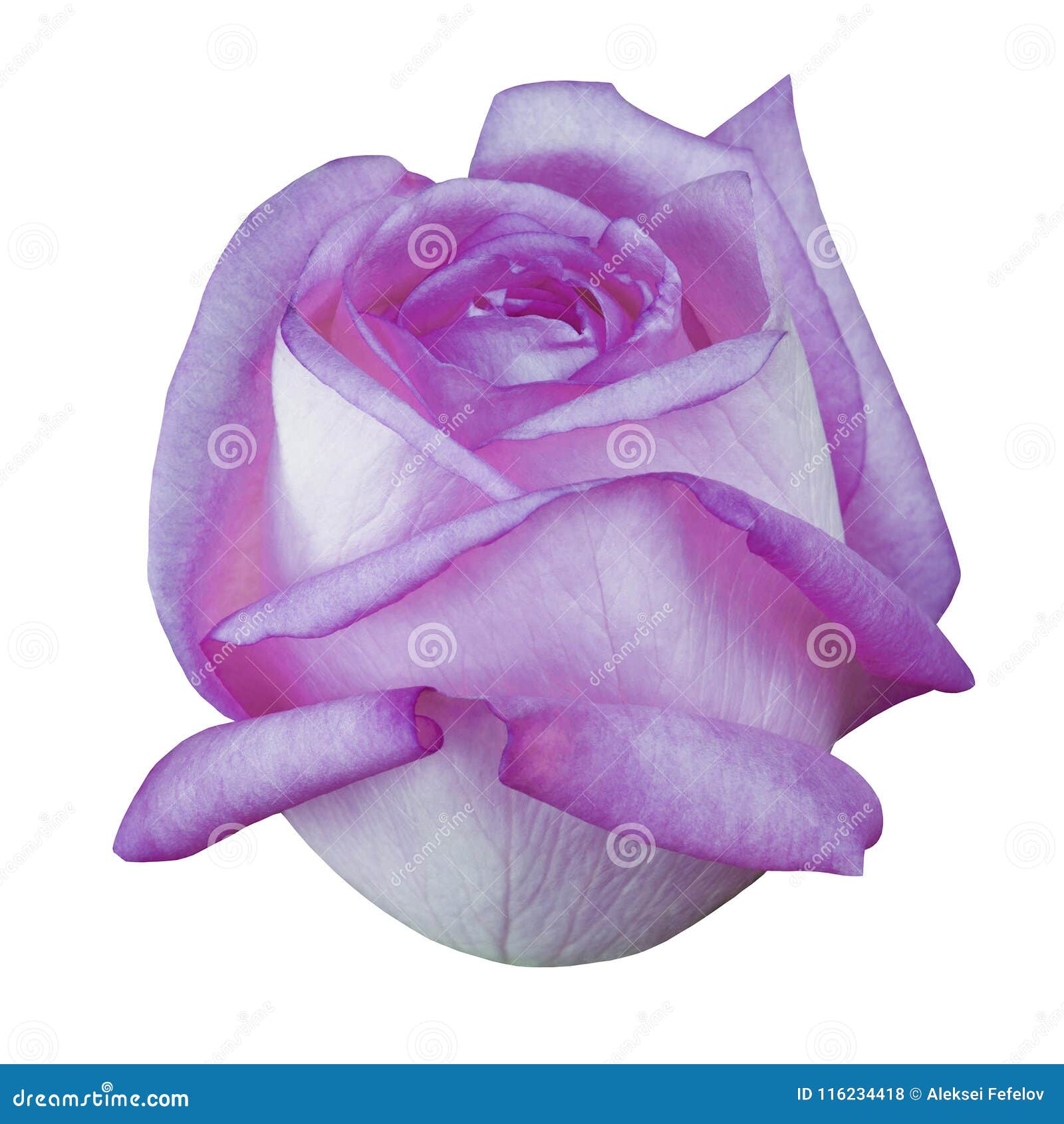Flower Lilac Rose Isolated White Background with Clipping Path. Closeup ...