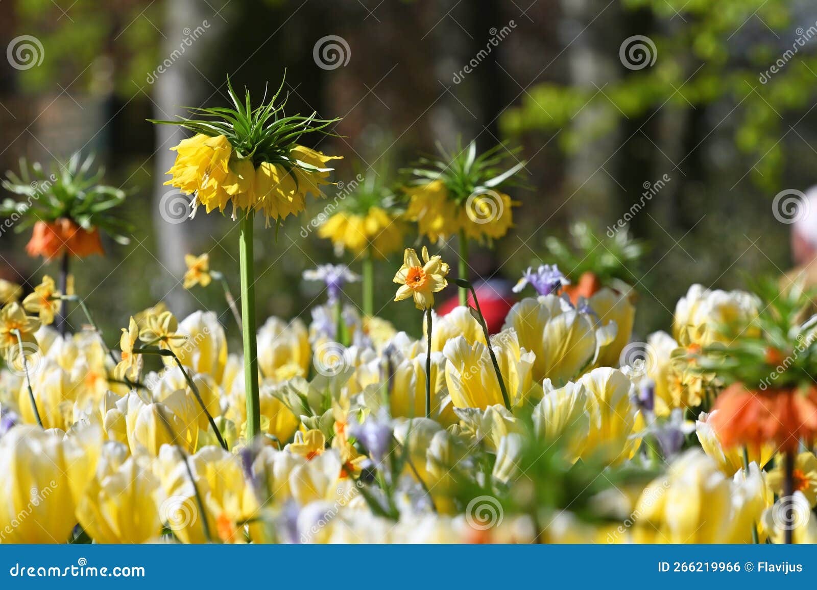 Flower lilly stock photo. Image of bloom, blooming, garden - 266219966