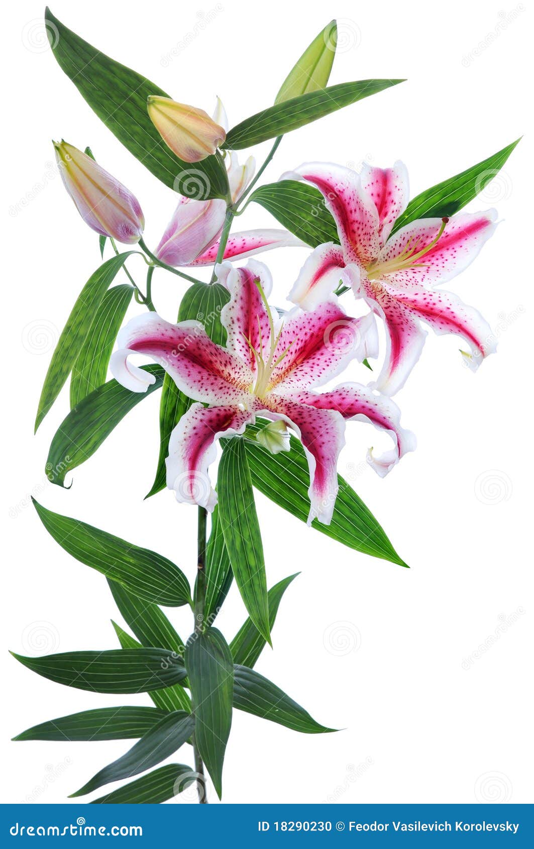 281 Amazing Grace Flower Stock Photos - Free & Royalty-Free Stock ...