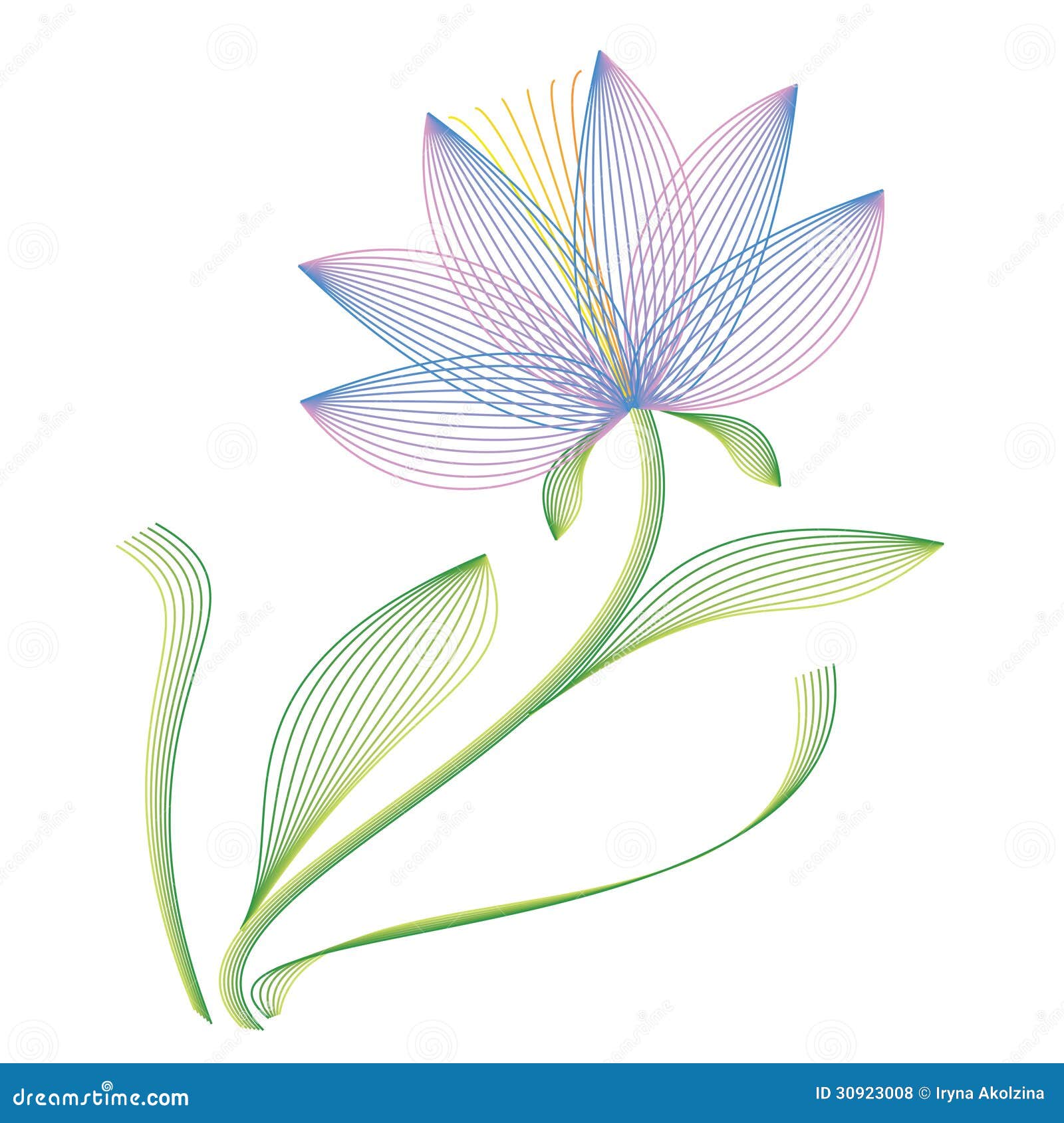 Flower lily stock vector. Illustration of drawing, decoration - 30923008