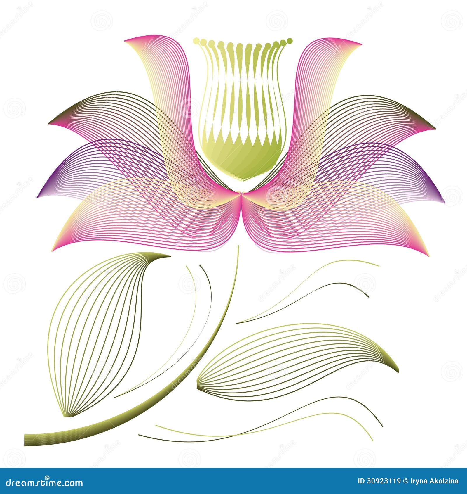 Flower lily stock vector. Illustration of isolated, element - 30923119