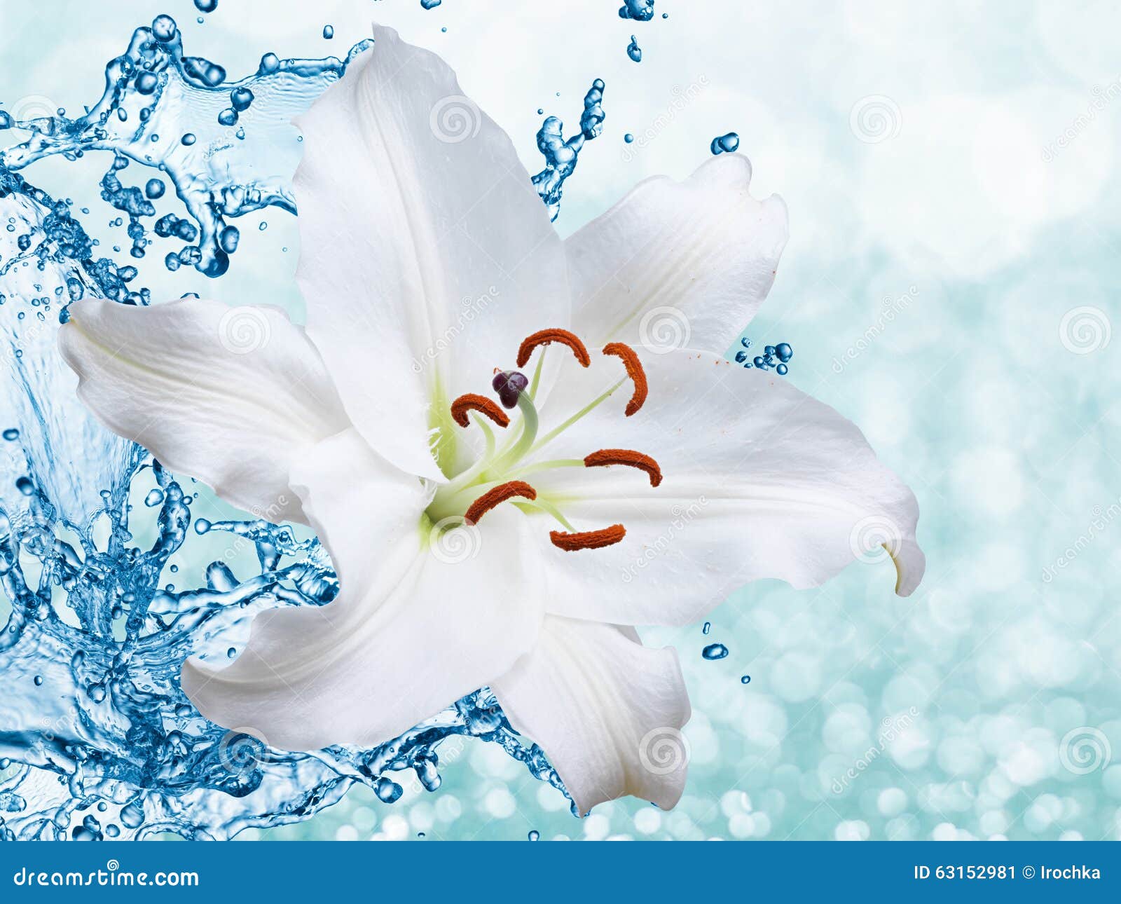 Flower Lily on a Background of Water Splash Stock Image - Image of ...
