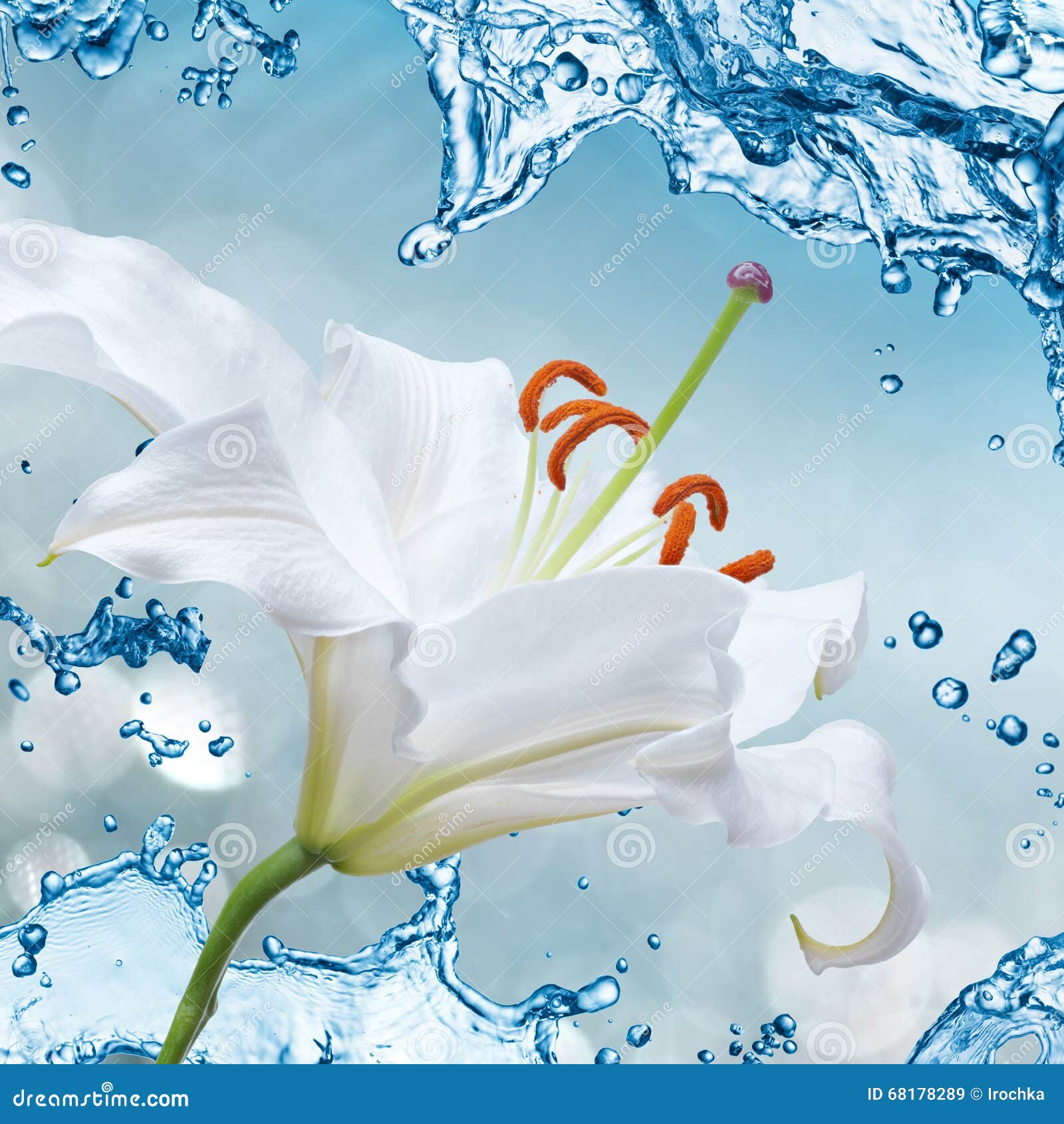 Flower Lily on a Background of Water Splash Stock Image - Image of ...