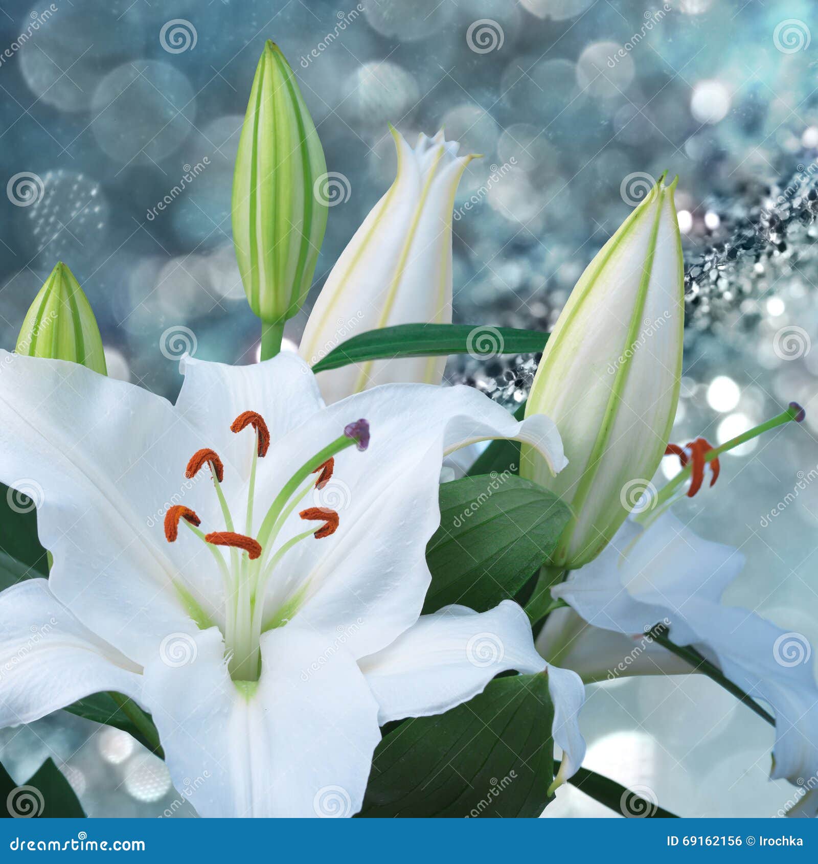 Flower Lily on a Background of Water Splash Stock Photo - Image of ...