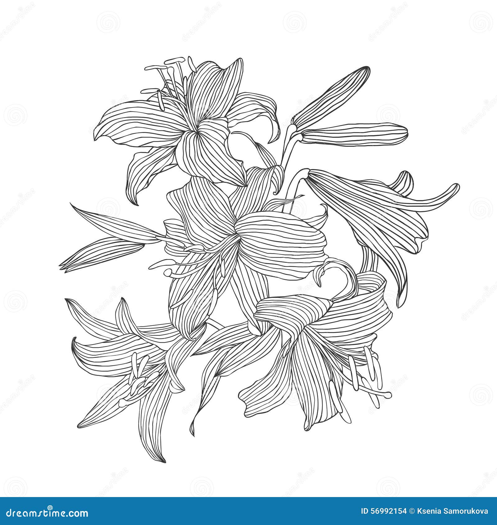 Flower lily stock vector. Illustration of engraving, botany - 56992154