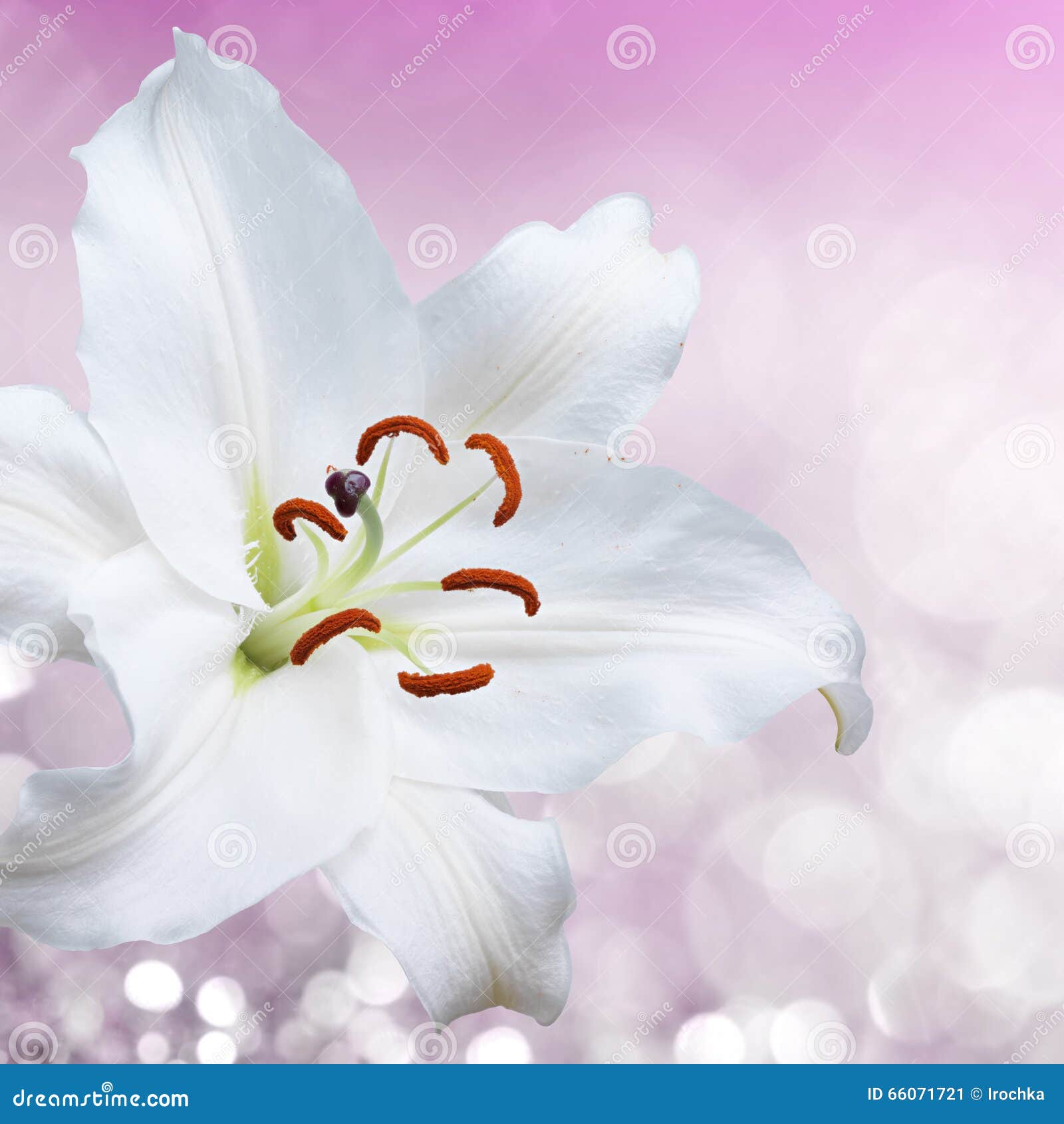 Flower Lily on a Pink Background of Water Splash Stock Image - Image of ...