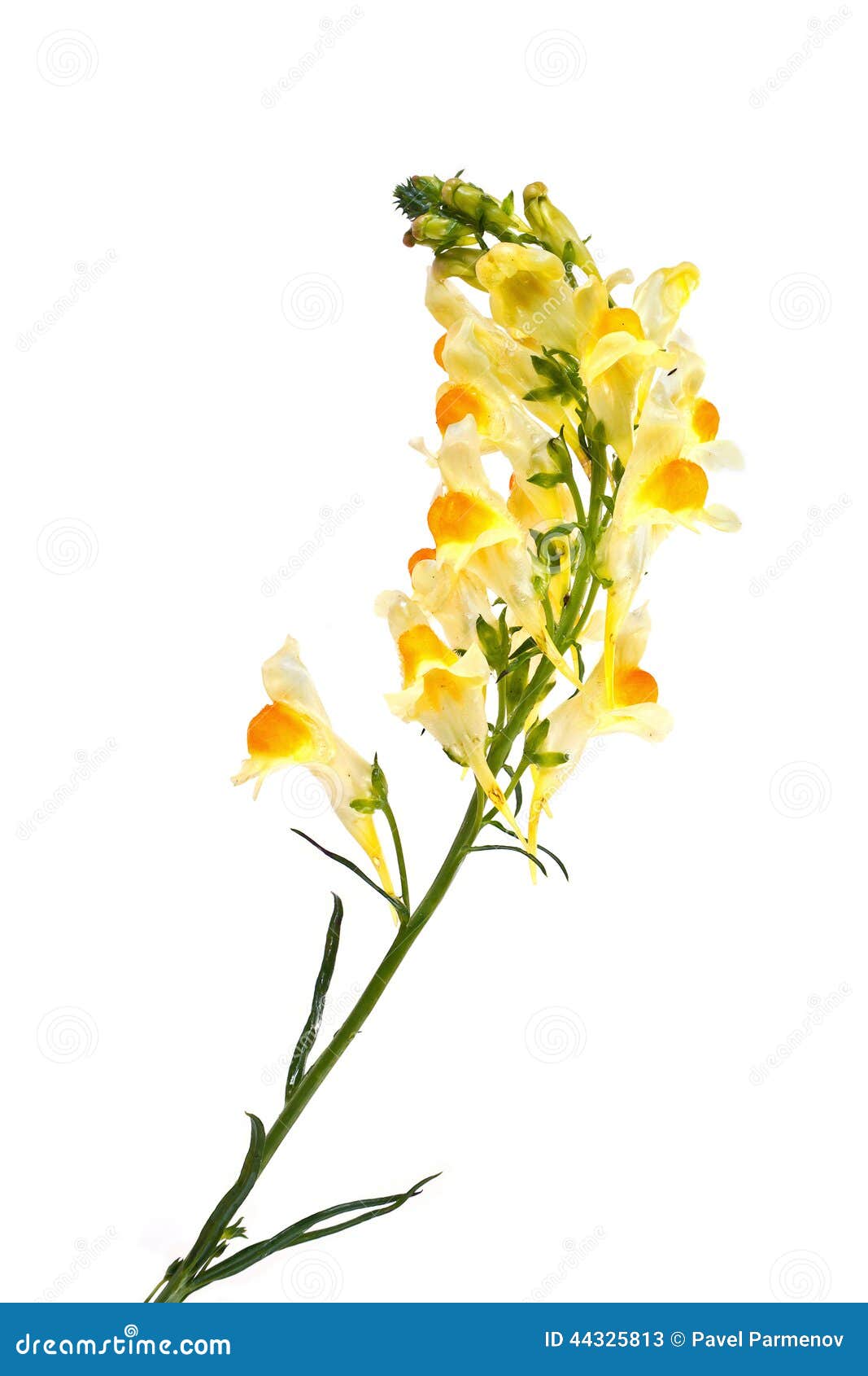 A flower Linaria stock image. Image of young, fresh, isolated - 44325813