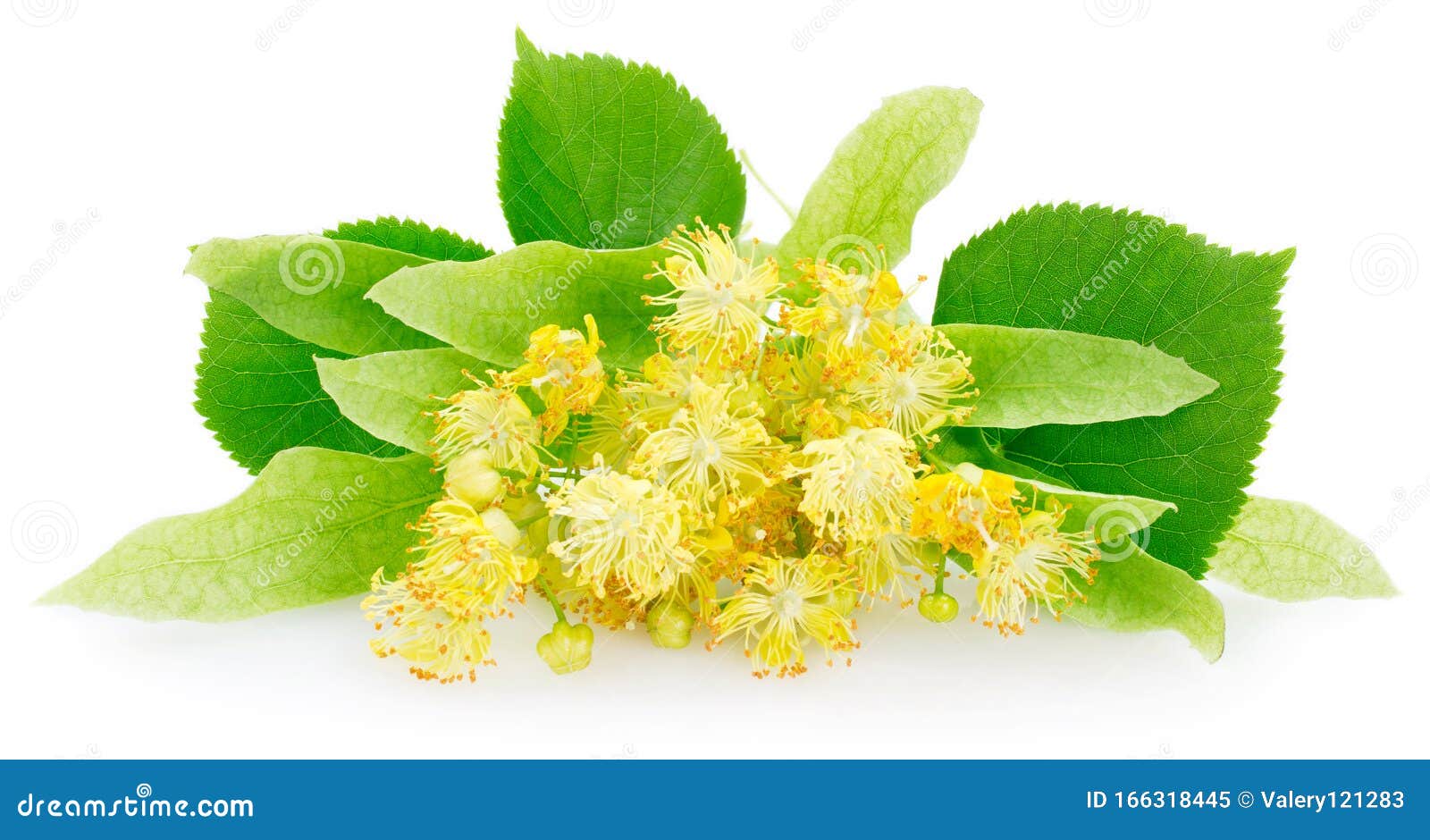 Flower of Linden on White Background Stock Image - Image of redolence ...