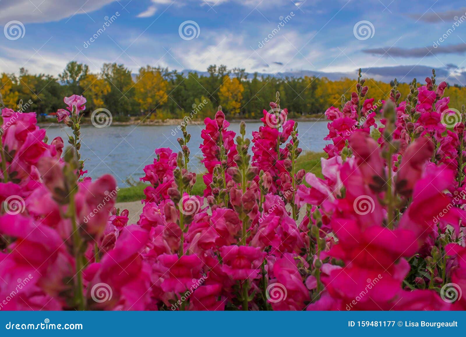 Flower Lined Pathway in a Calgary Park Stock Image - Image of colorful ...