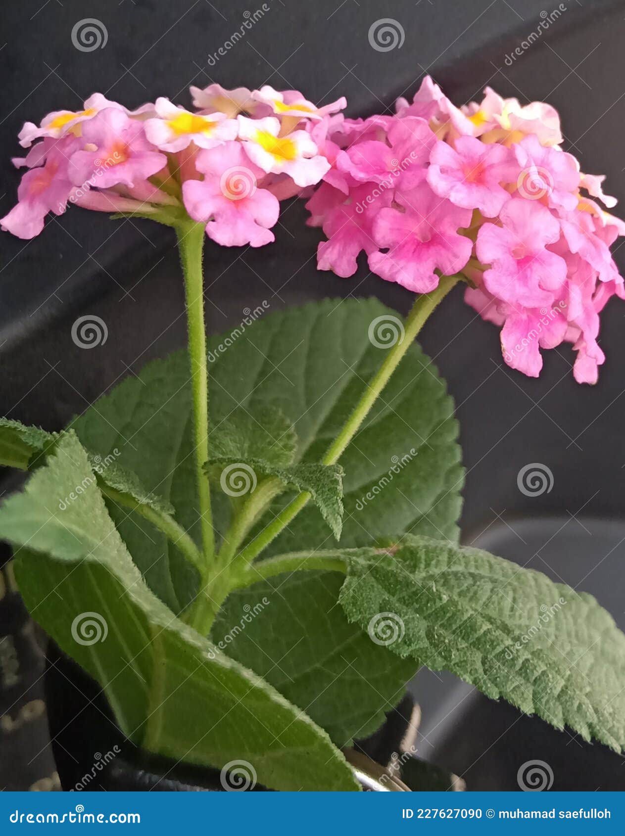 Flower in live stock photo. Image of plant, flower, blossom - 227627090