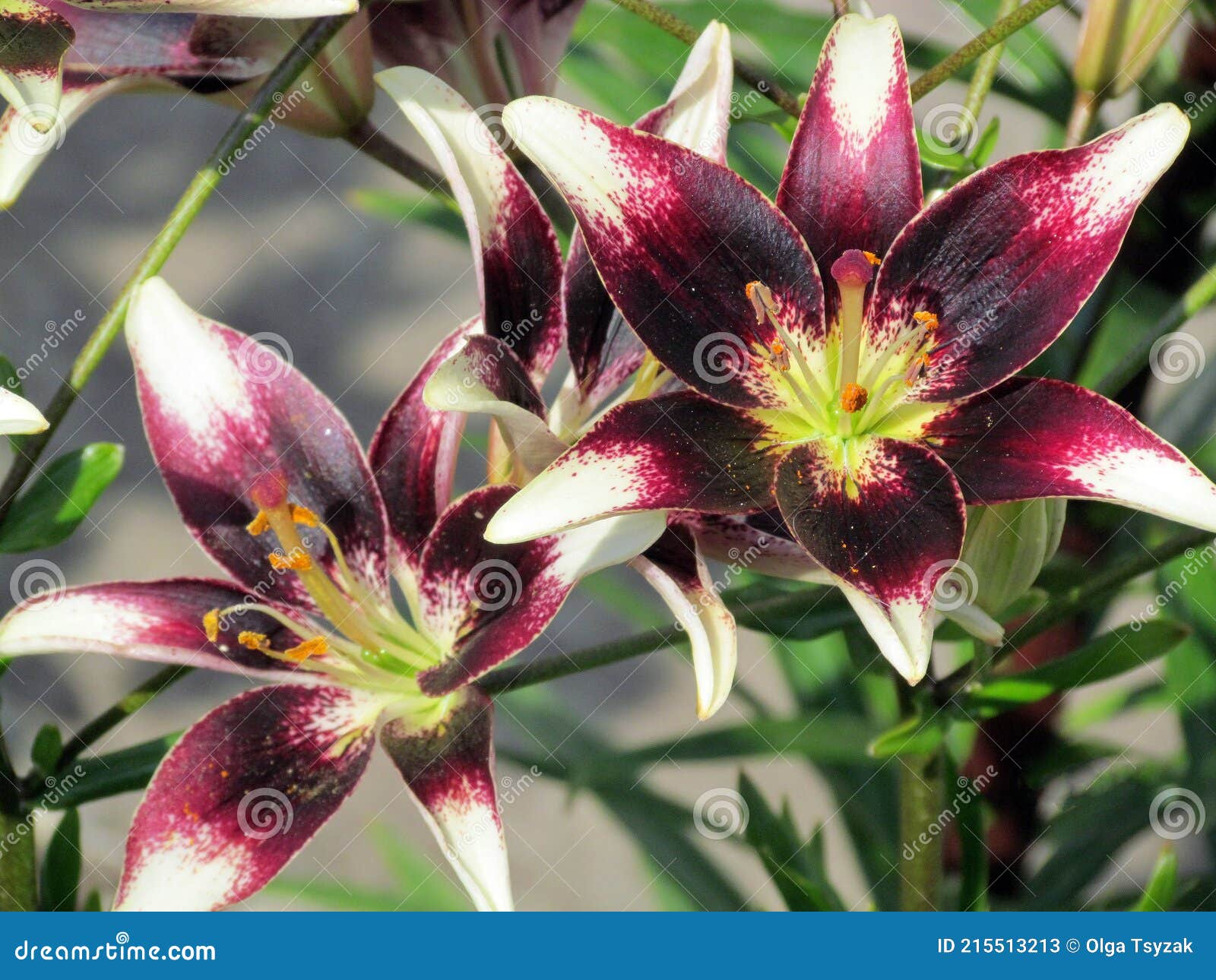 Close-up (macro) of a Variegated Lily, Maroon in the Sunlight. Blooming ...