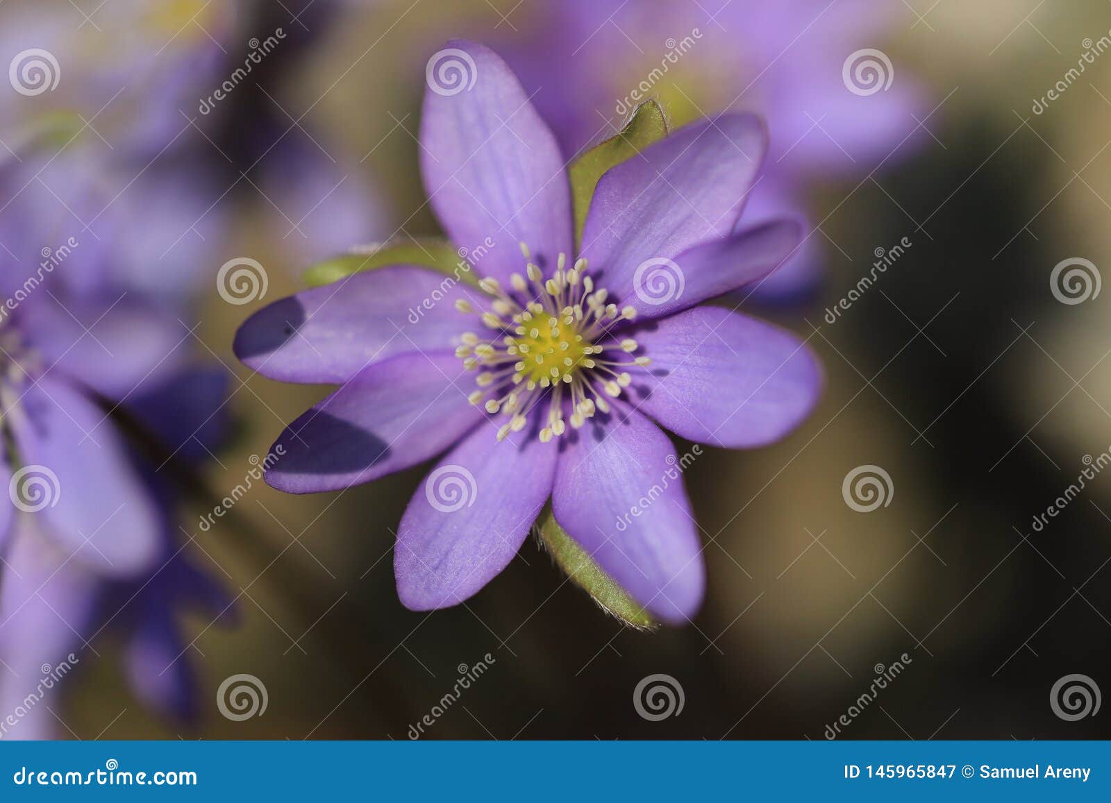 Flower of Liverleaf in Spring Stock Image - Image of plant, floral ...
