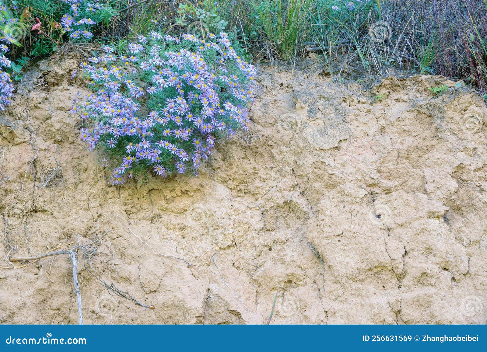 Flower on loess cliff stock image. Image of nature, herbaceous - 256631569