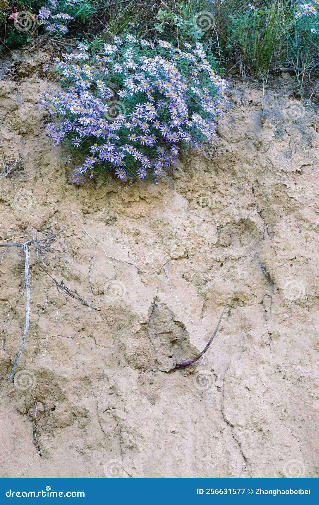 Flower on loess cliff stock image. Image of mountain - 256631577