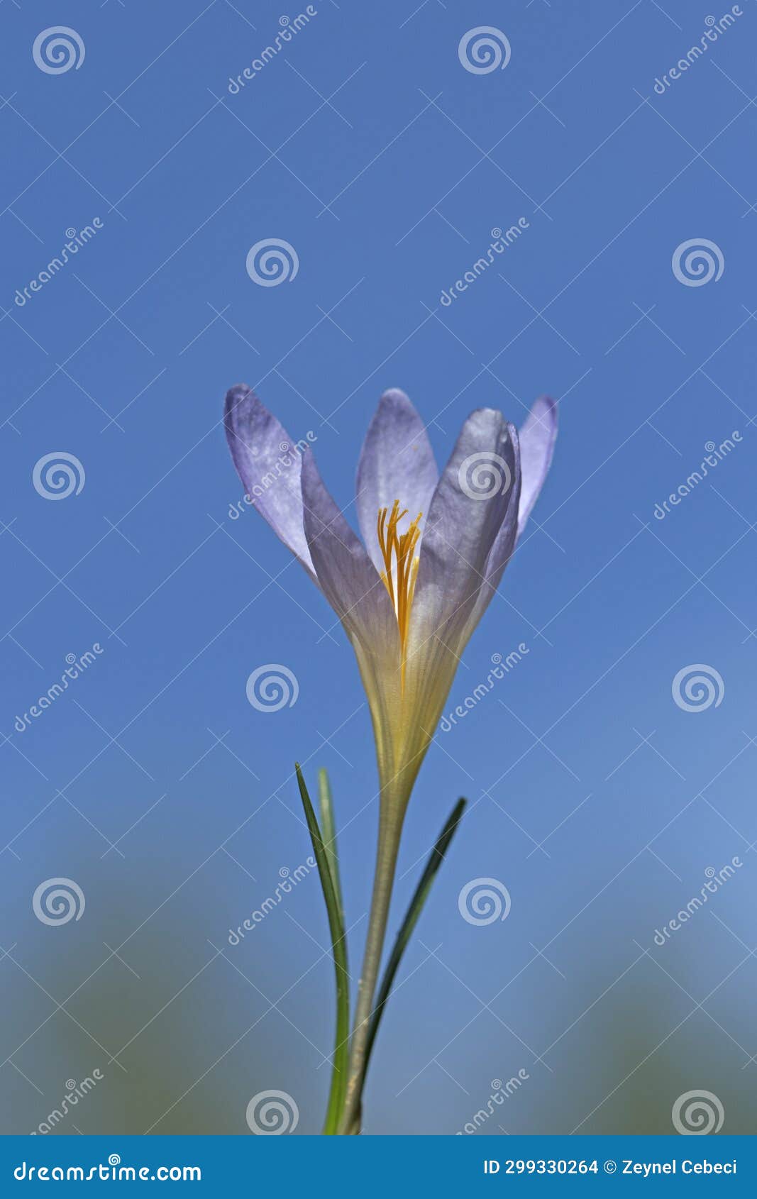 Flower of Long-flowered Crocus, Crocus Longiflorus, in the Autumn Stock ...