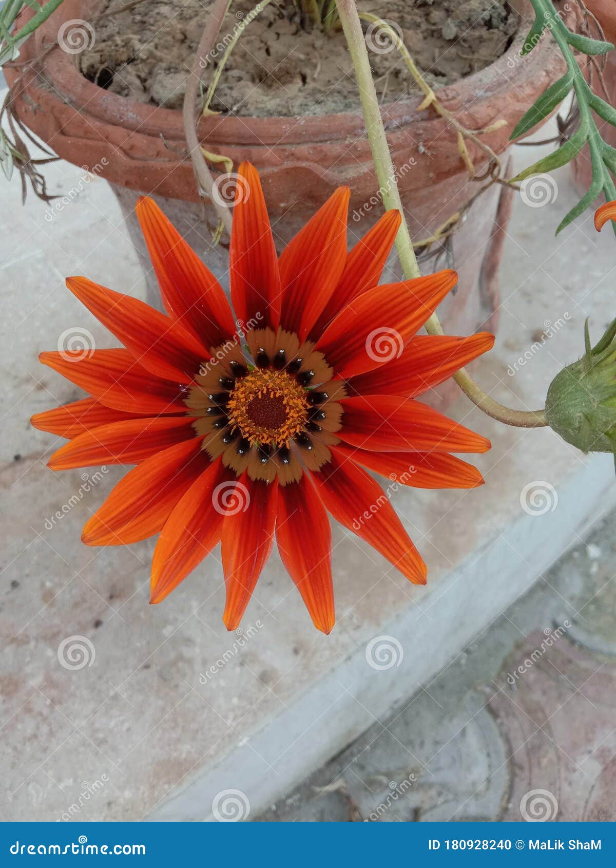Flower look like sun stock photo. Image of petal, leaf - 180928240