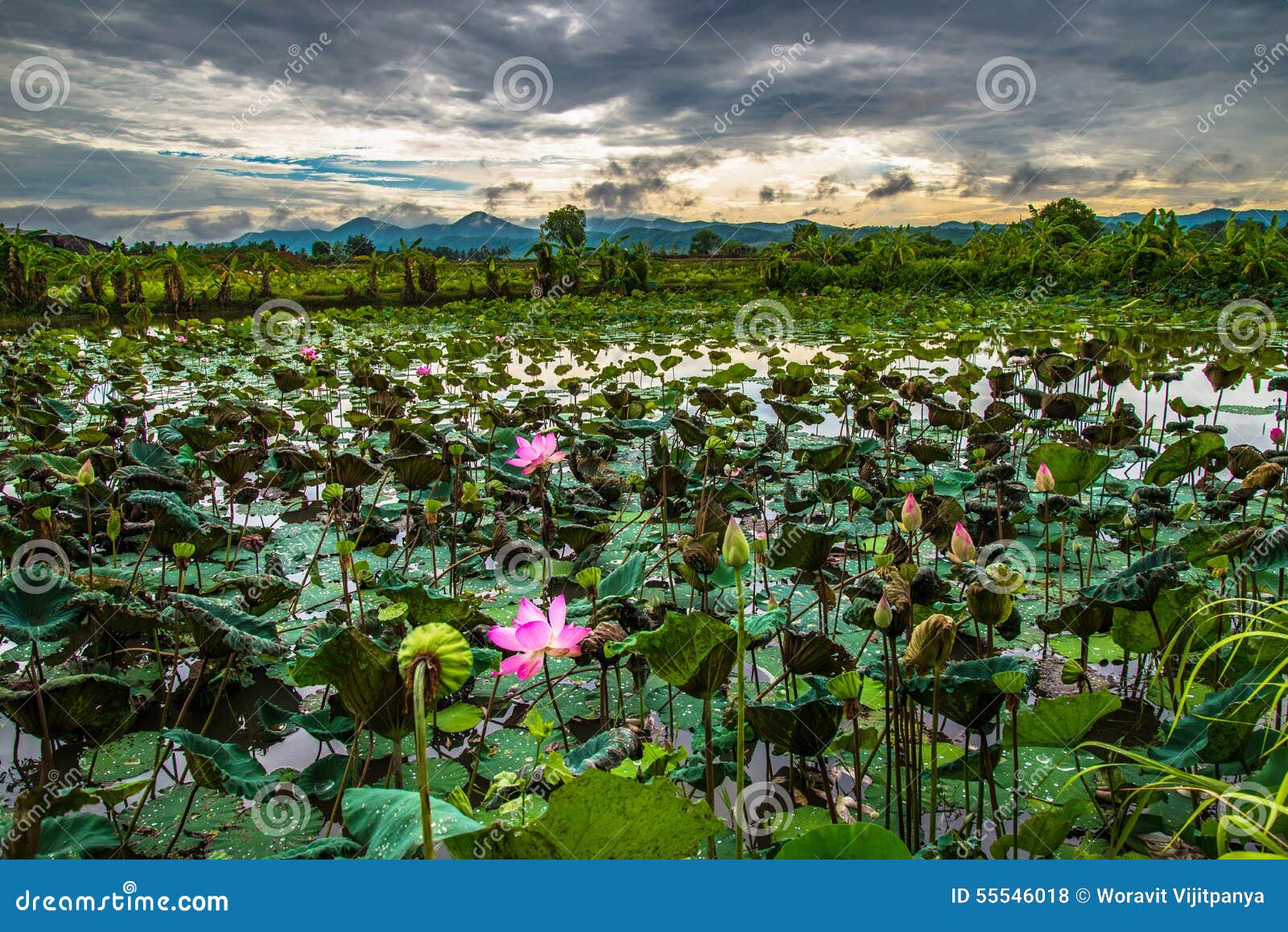 Flower lotus field stock photo. Image of background, thailand - 55546018