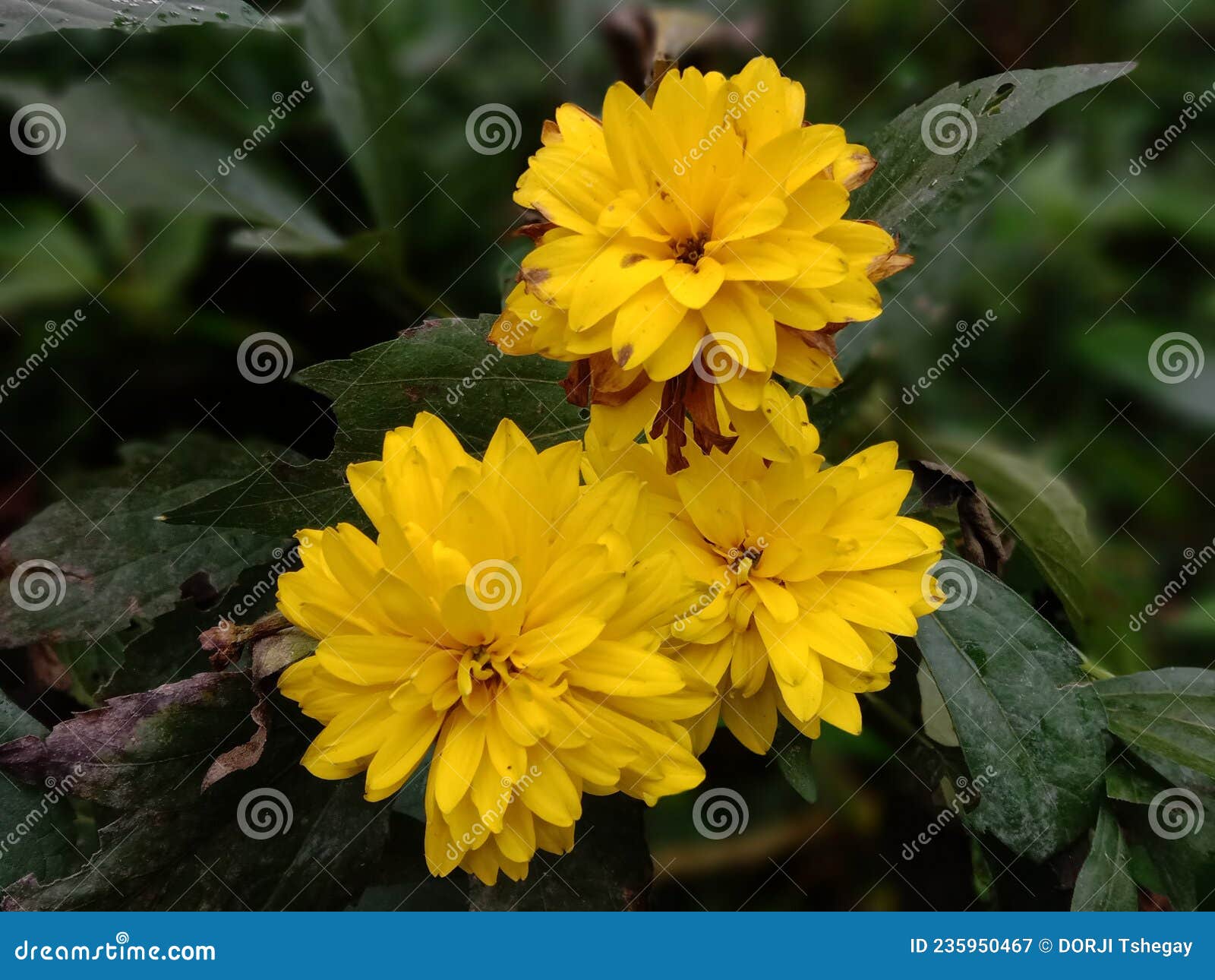 Flower Love Sweet Nature Gr Environment Stock Image - Image of sweet ...