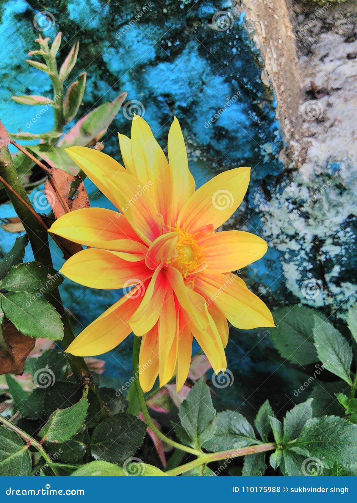 Flower stock photo. Image of lovely, flower, click, morning - 110175988