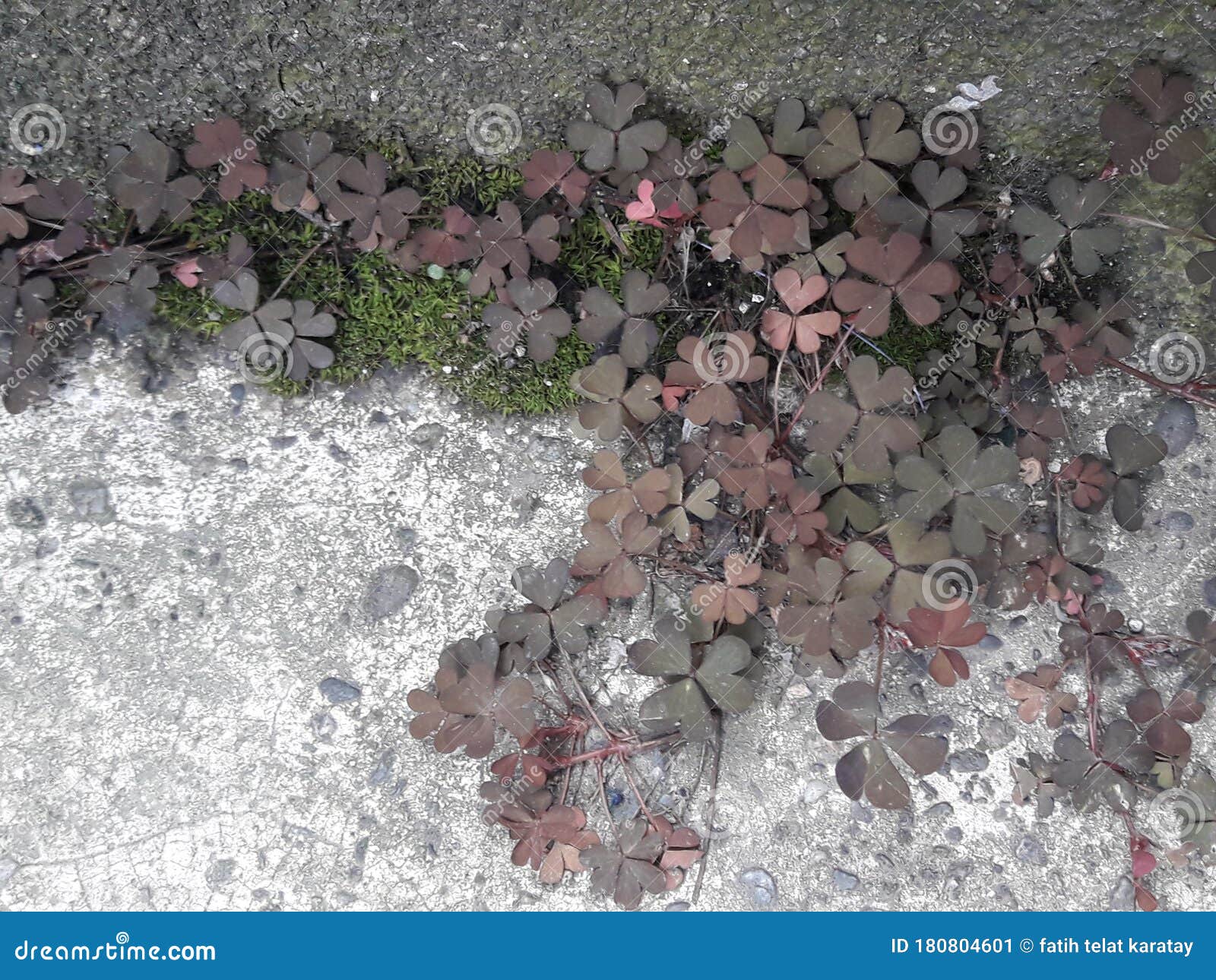 Flower lucky flower stock image. Image of tree, autumn - 180804601