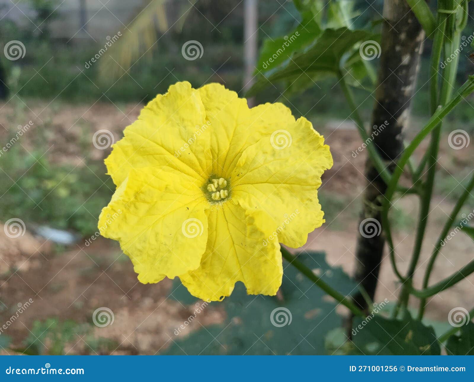 A Flower of Luffa Acutangula Stock Photo - Image of beautiful, green ...