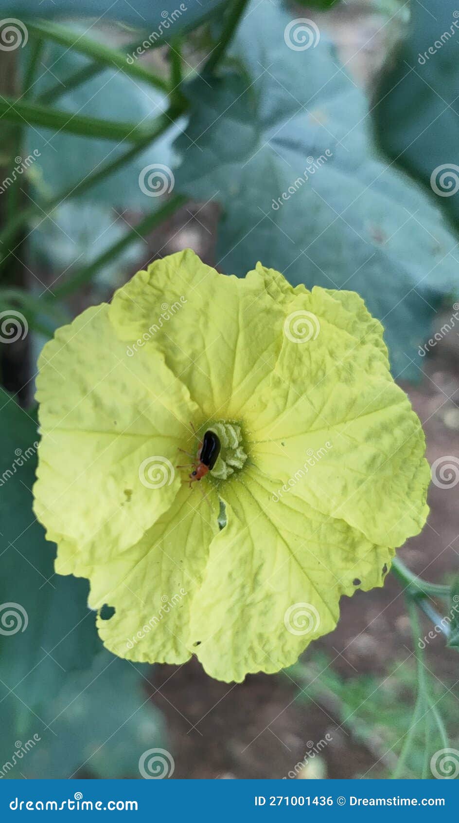 A Flower of Luffa Acutangula Stock Photo - Image of sunflower ...