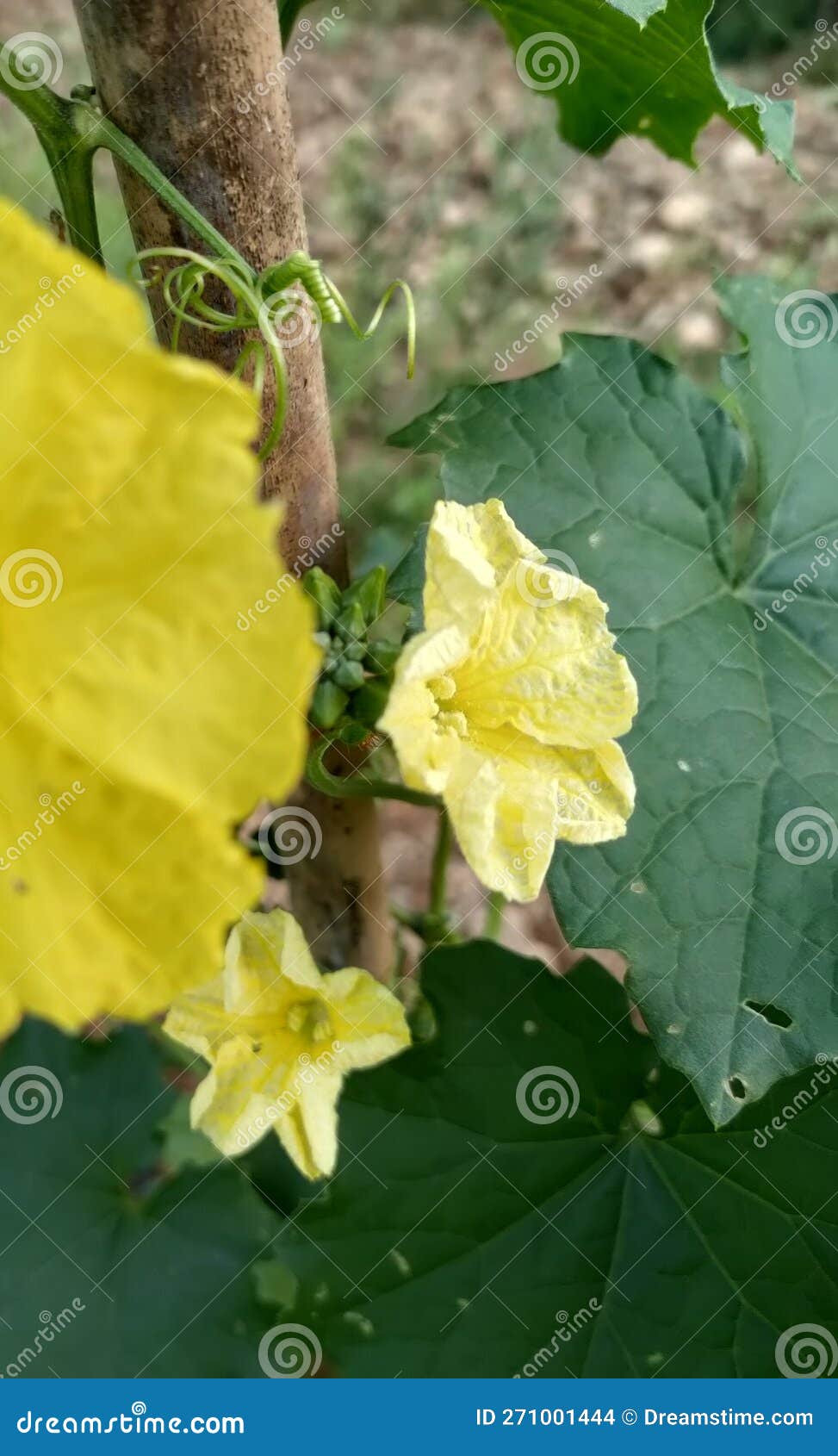 A Flower of Luffa Acutangula Stock Photo - Image of wildflower, leaf ...