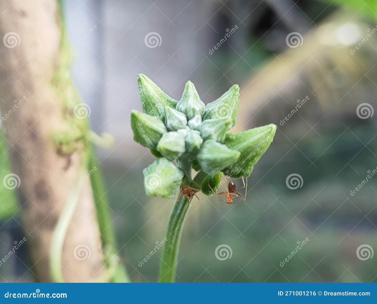 A Flower of Luffa Acutangula before Opening Up Stock Photo - Image of ...