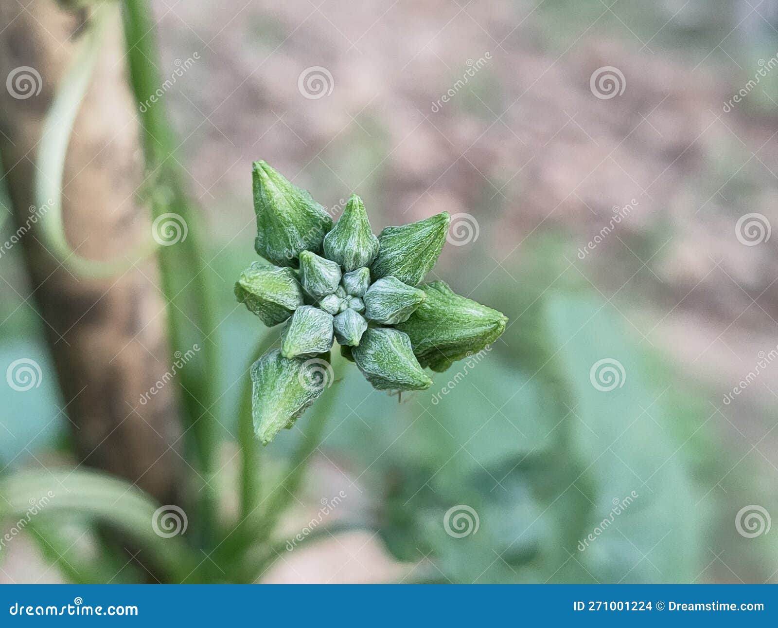 A Flower of Luffa Acutangula before Opening Up Stock Photo - Image of ...