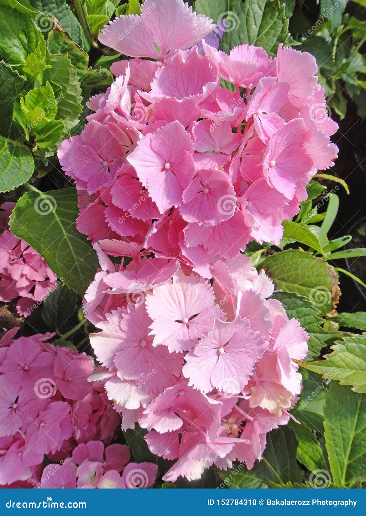 Flower Macro Background Fine Art in High Quality Prints Hydrangea ...