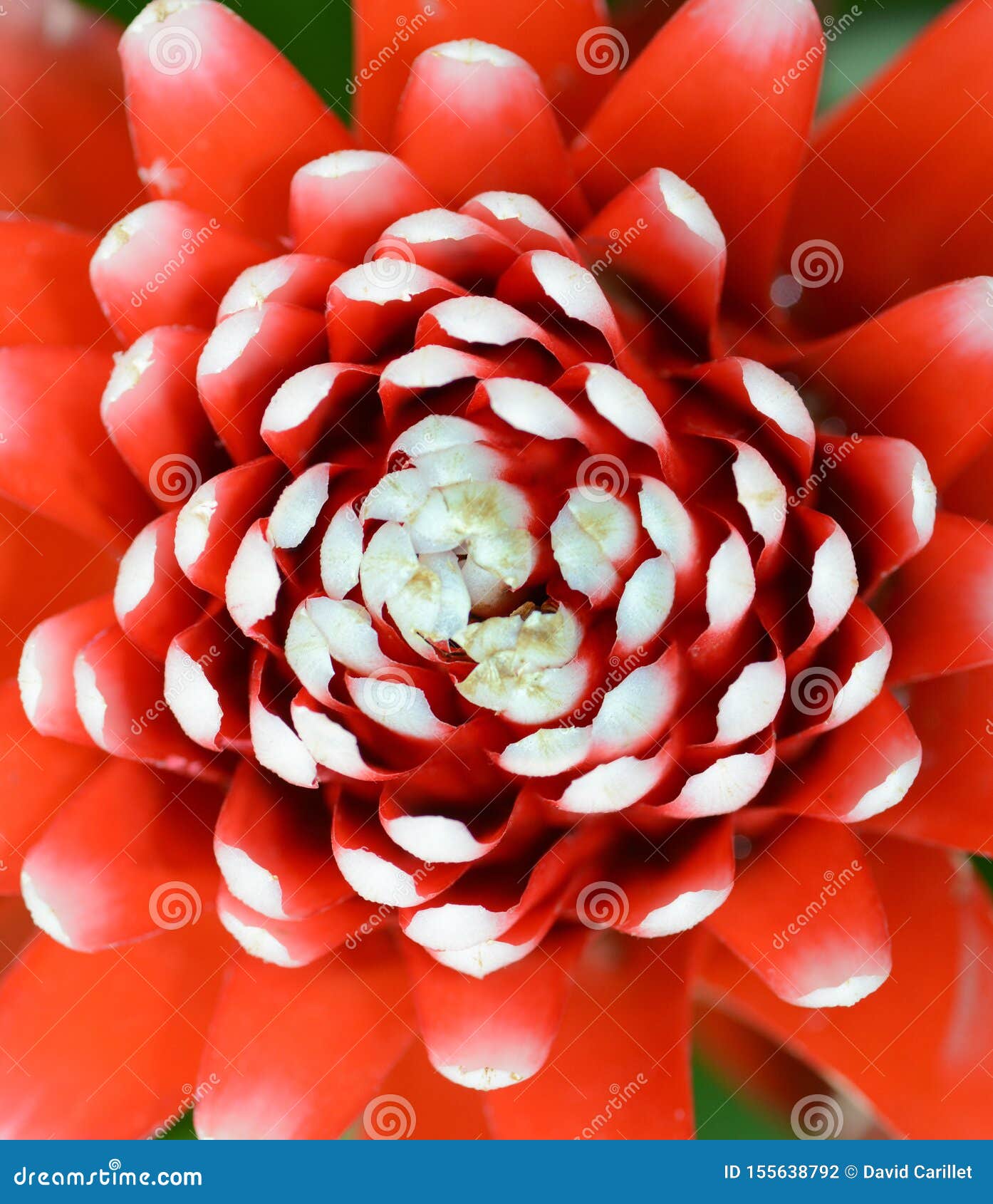Flower Macro of a Bright Red Guzmania Bromeliad with White Tips Stock ...